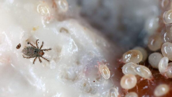 Mites: Different Types, Bites, and How to Get Rid of Them