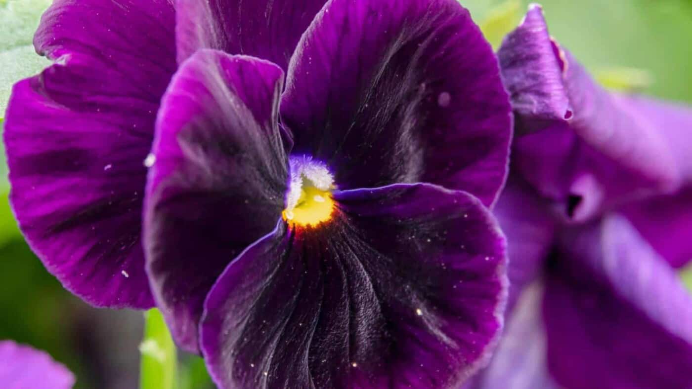 97 Purple Flowers (with Photos & Names) for Your Home & Garden