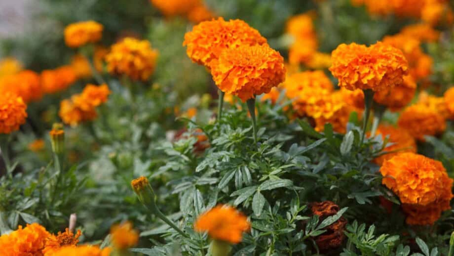 Flowers That Dance in the Wind: 14 Wind-Tolerant Beauties