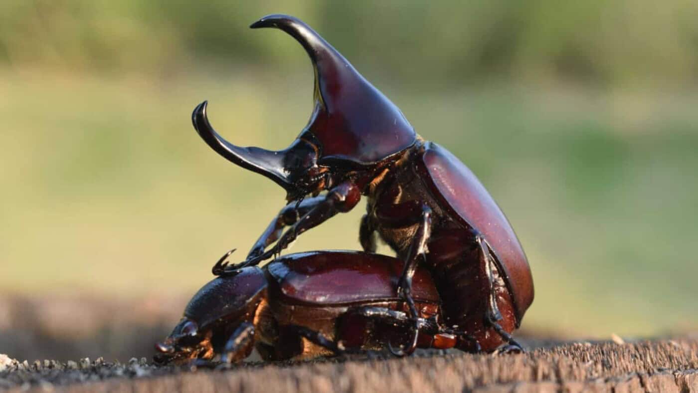 Stag Beetle: How to Identify and Conserve and Protect Them