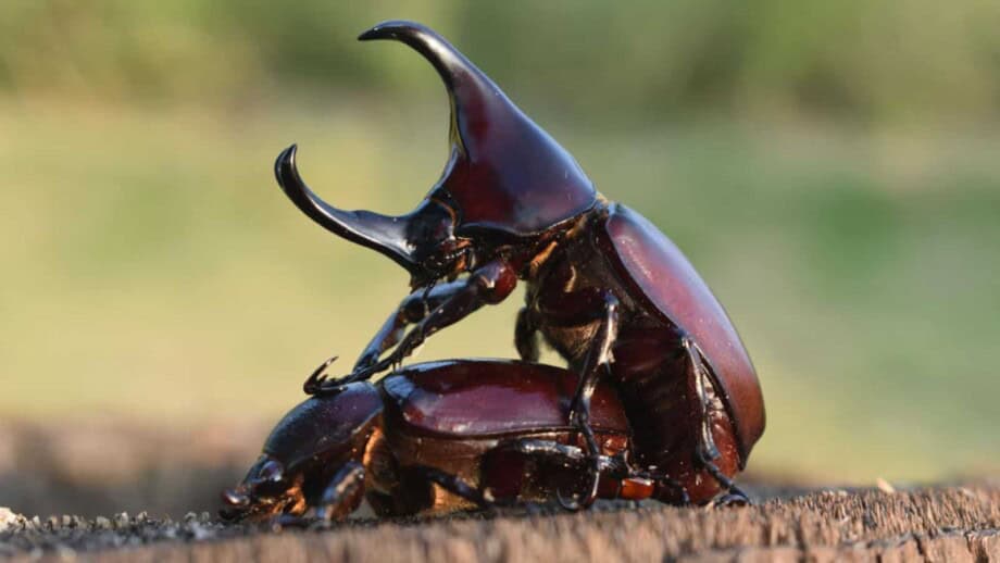 Stag Beetle How To Identify And Conserve And Protect Them