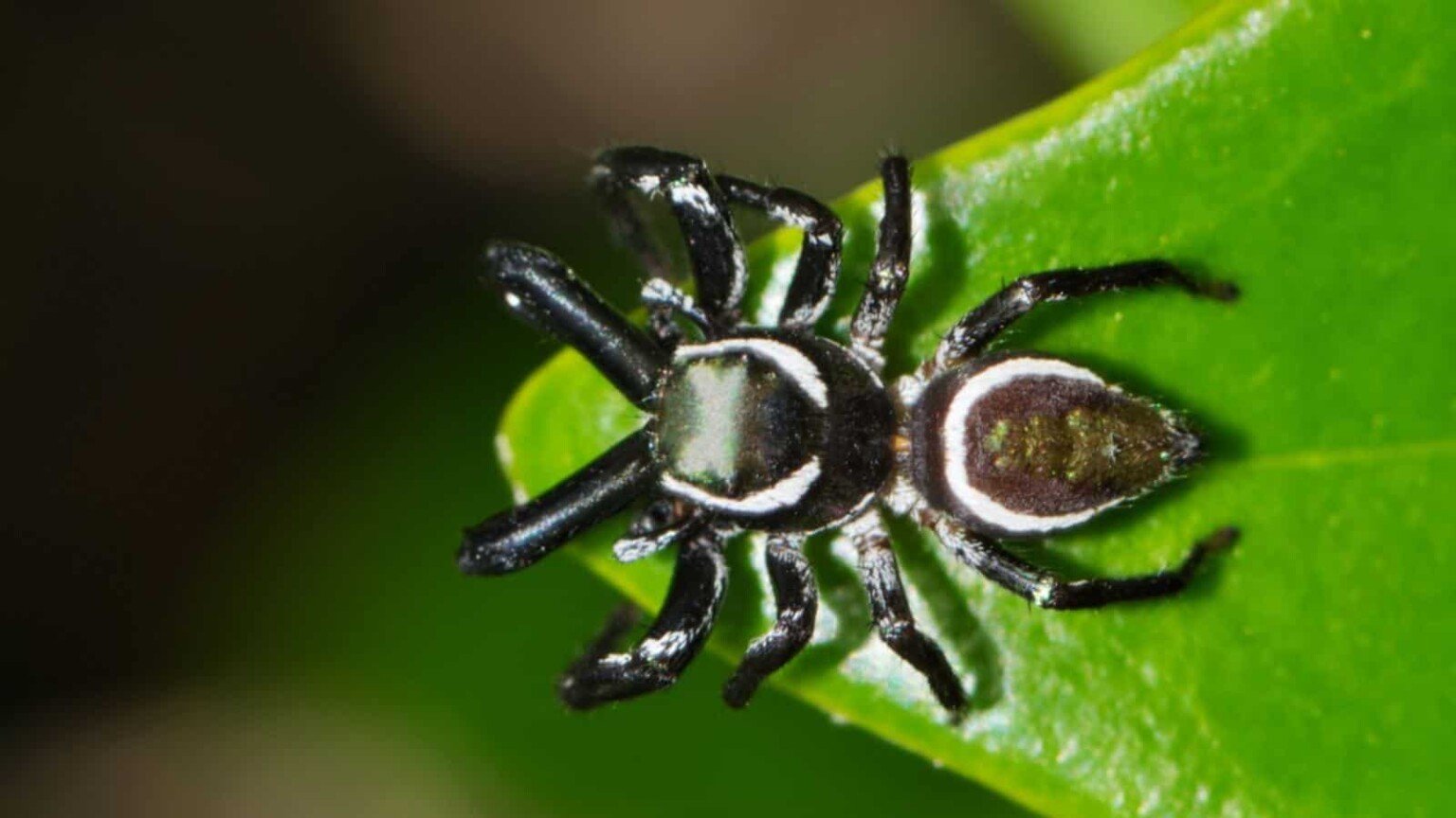Jumping Spider: Everything You Need to Know + 7 Facts!