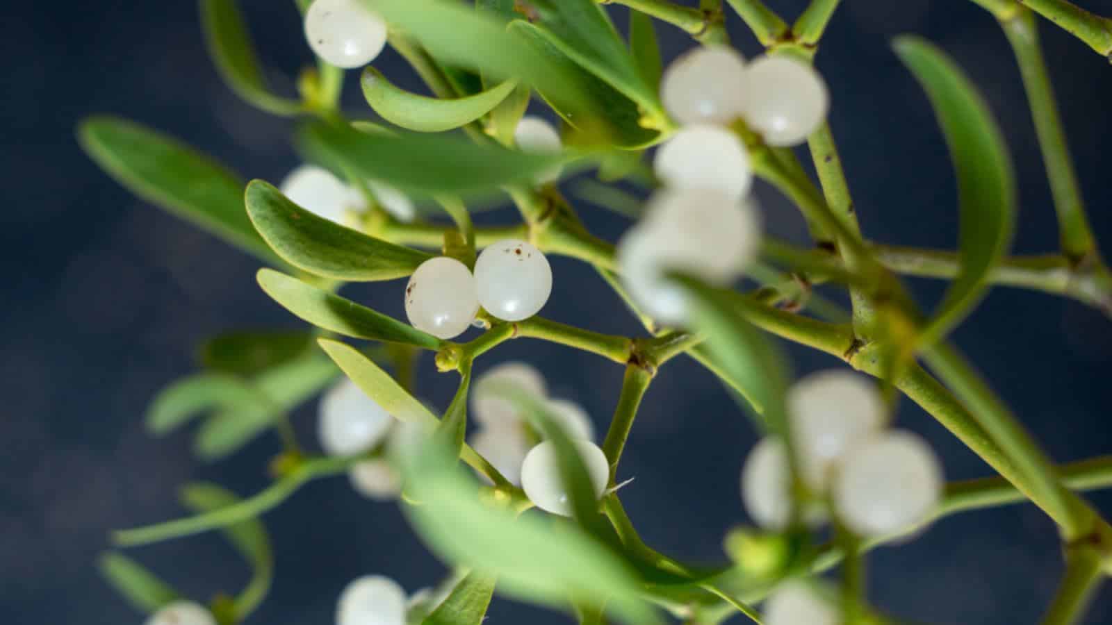 Deck the Halls with Greenery: 13 Must-Have Holiday Plants