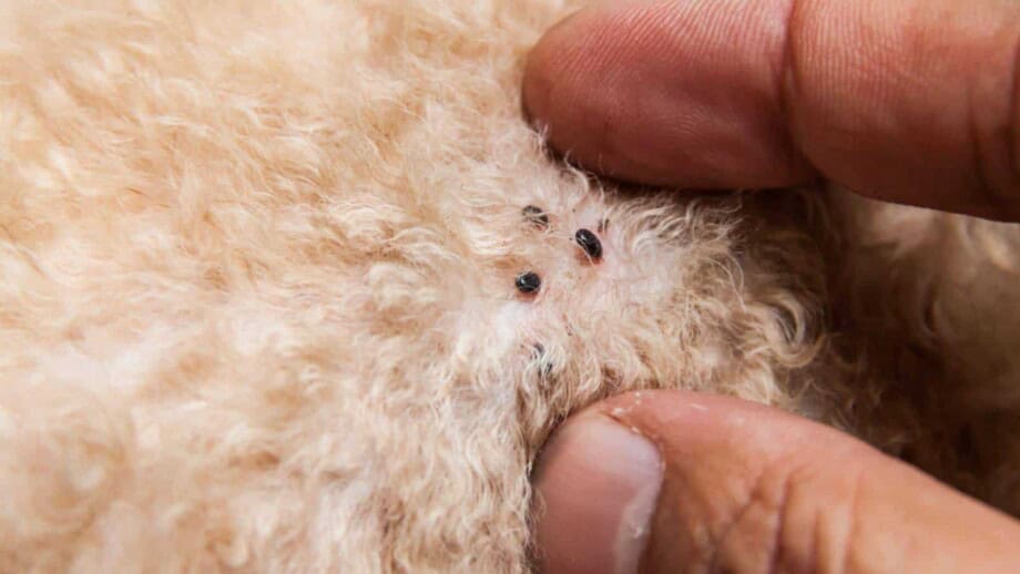 Flea Eggs: What Do They Look Like and How to Get Rid of Them