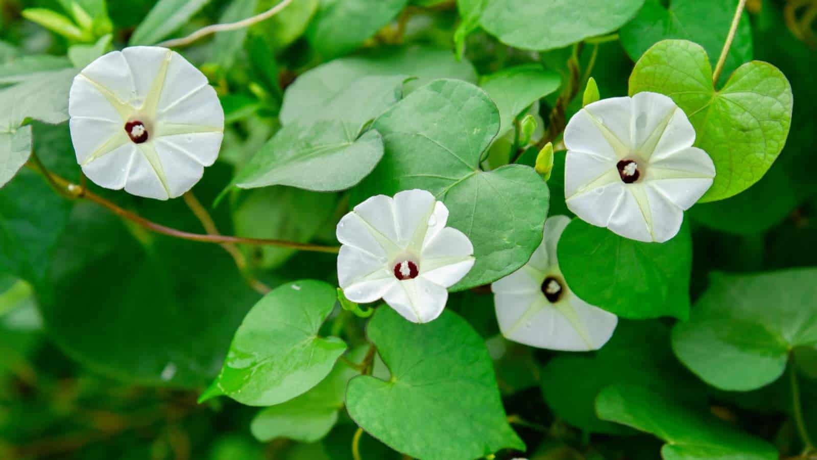 Morning Glory Varieties: 15 Stunning Types for Your Garden