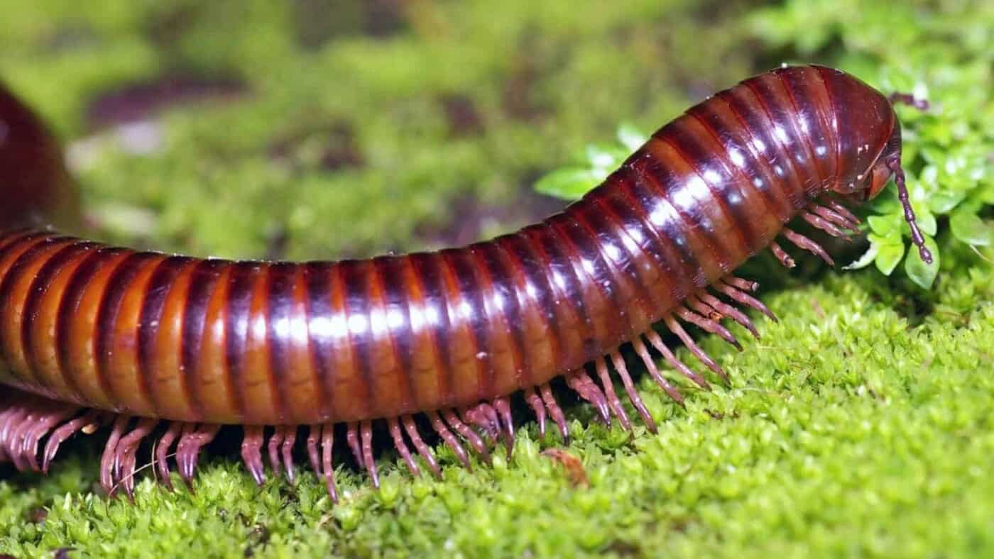 Centipede: Complete Guide to Centipedes (Inside and Outside)