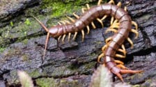 Centipede: Complete Guide to Centipedes (Inside and Outside)