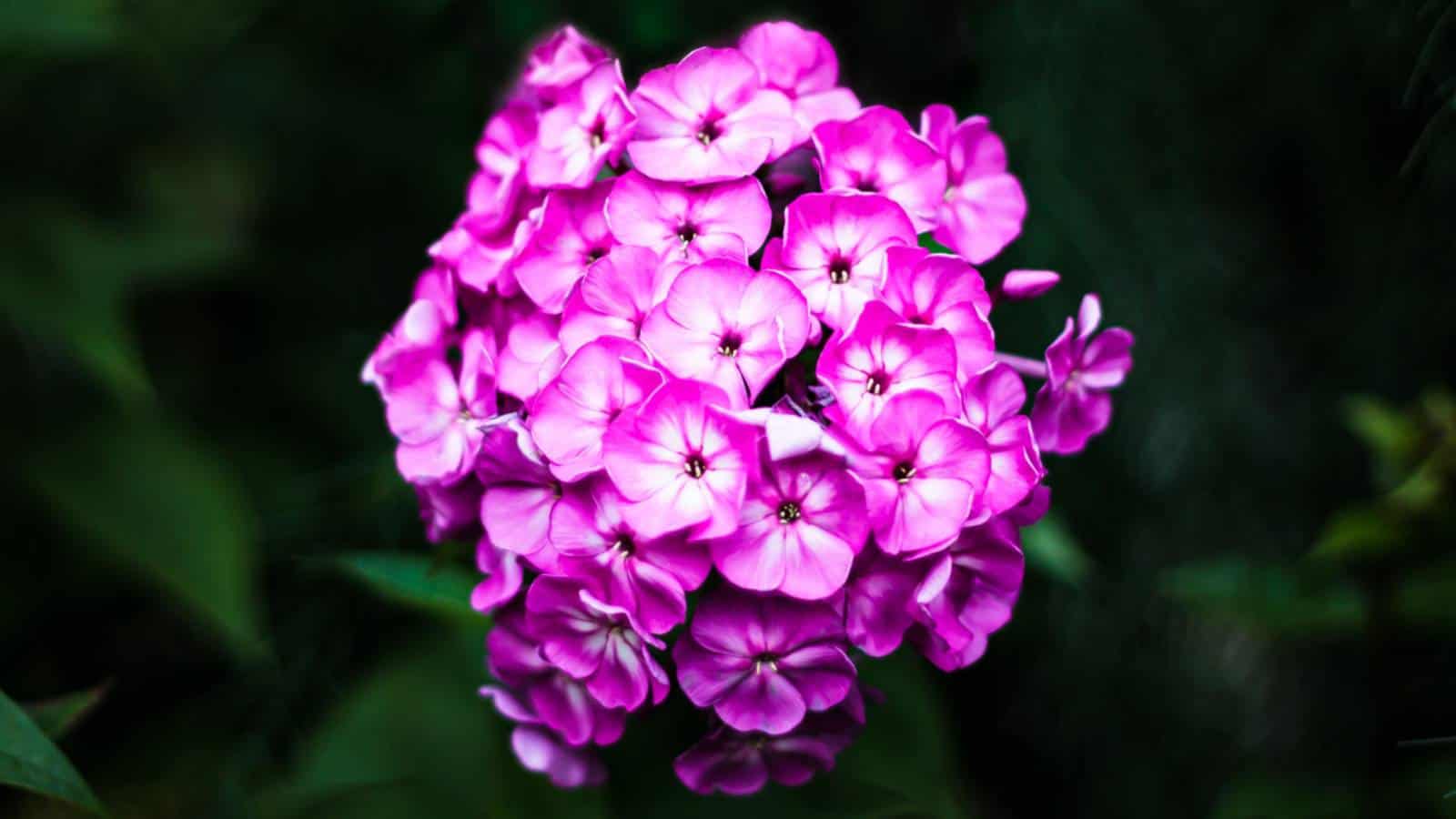 17 Mesmerizing Flowers that Bloom After Dusk