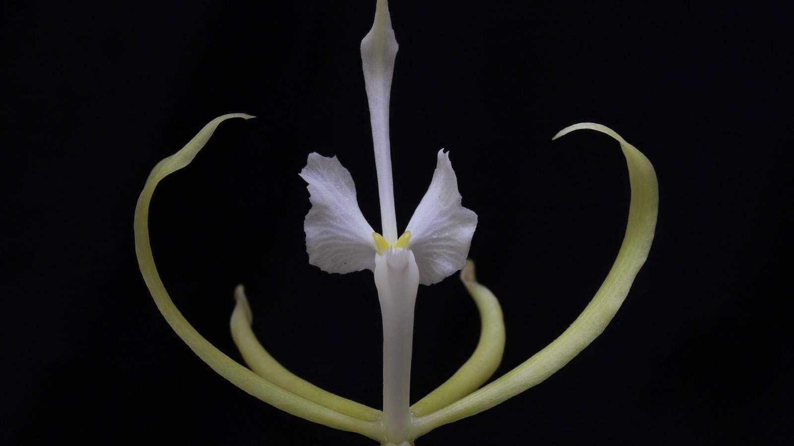 17 Mesmerizing Flowers that Bloom After Dusk