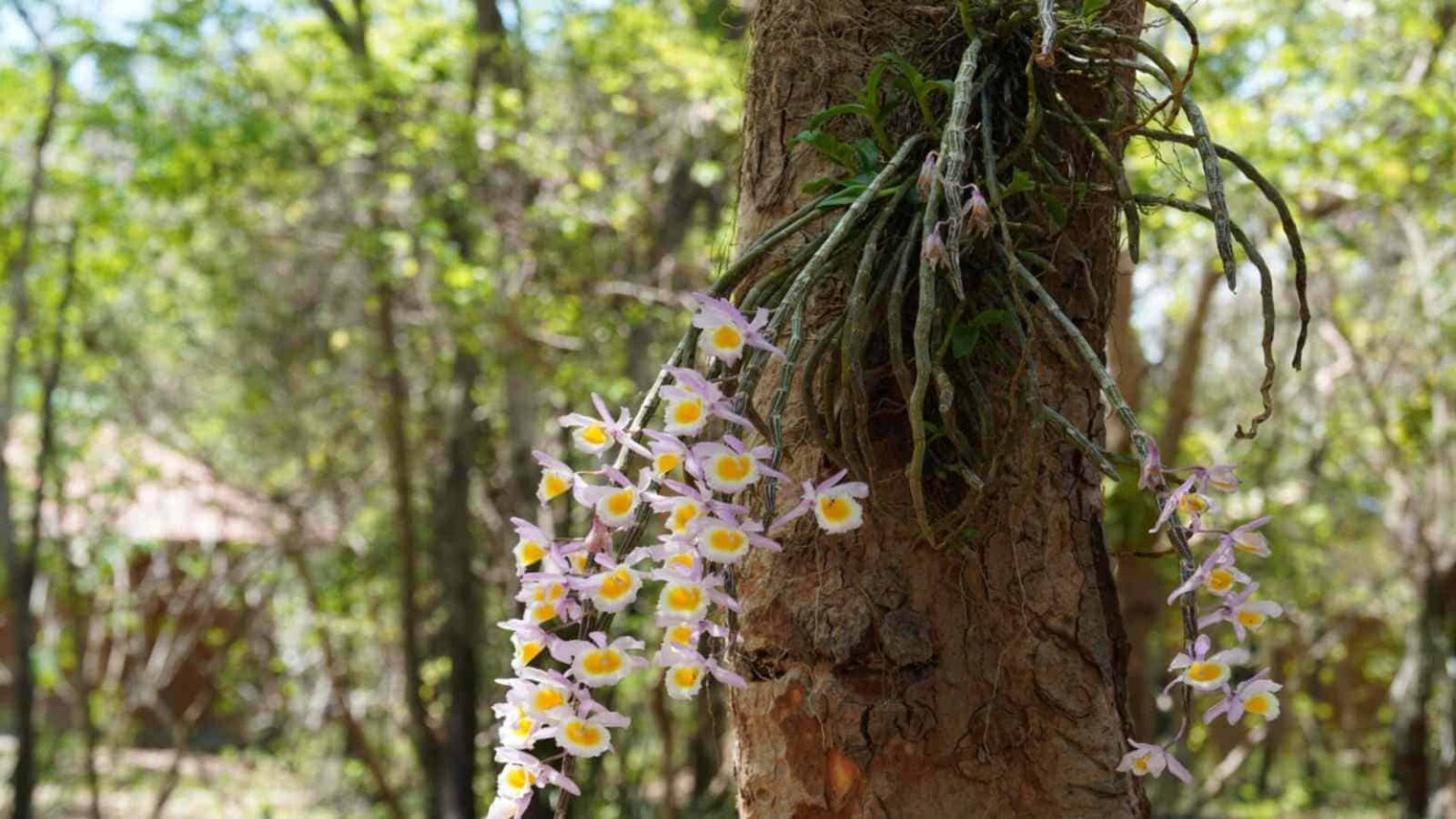Rootless Radiance: 12 Flowers That Defy Soil Norms