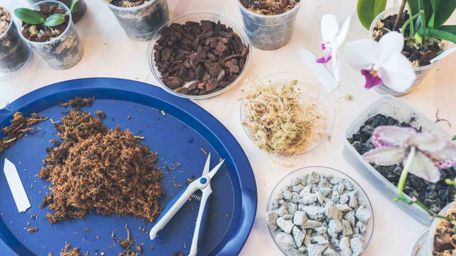 Orchid: How to Grow and Care for Orchids (Complete Guide)