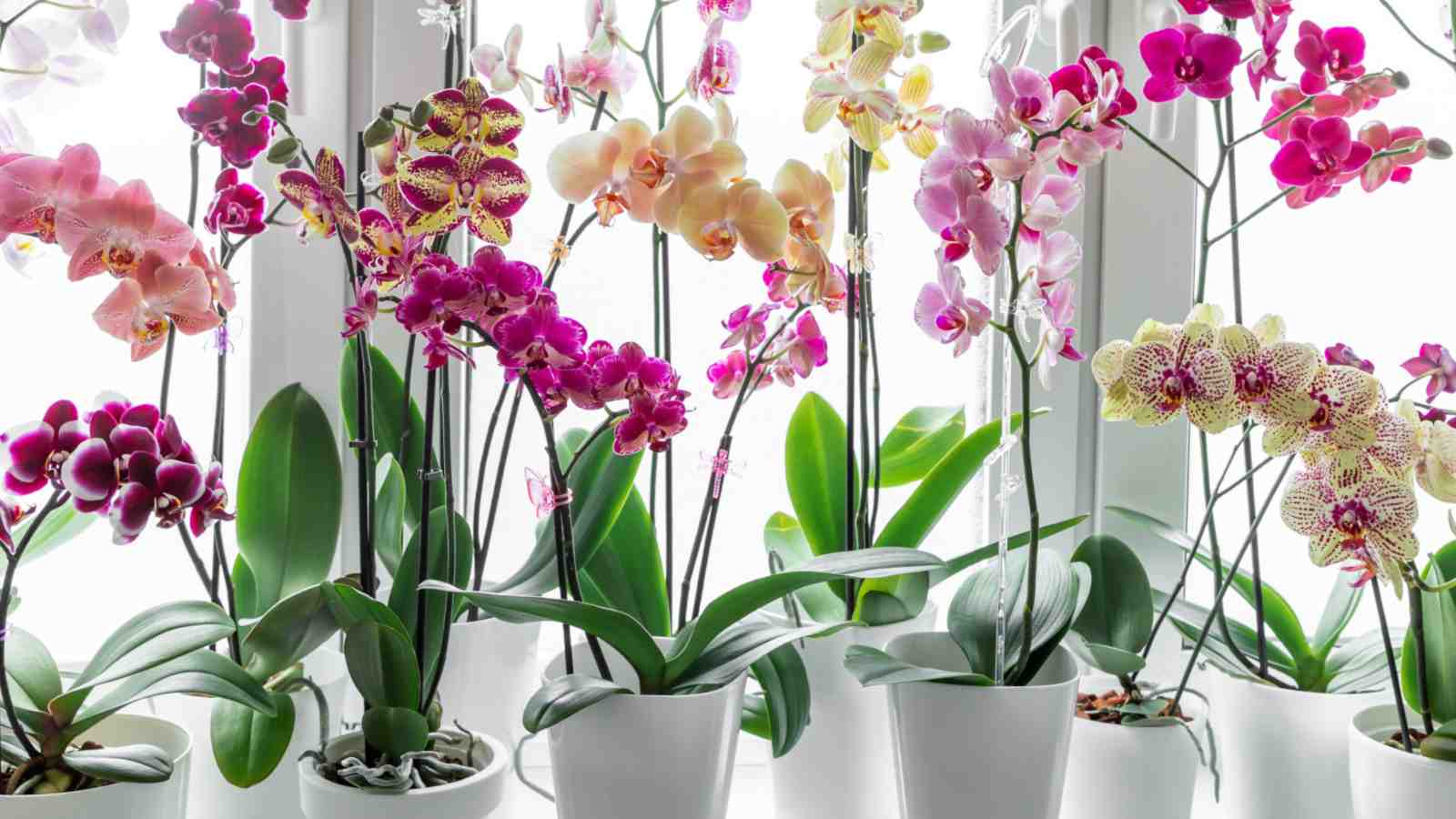Orchid: How to Grow and Care for Orchids (Complete Guide)