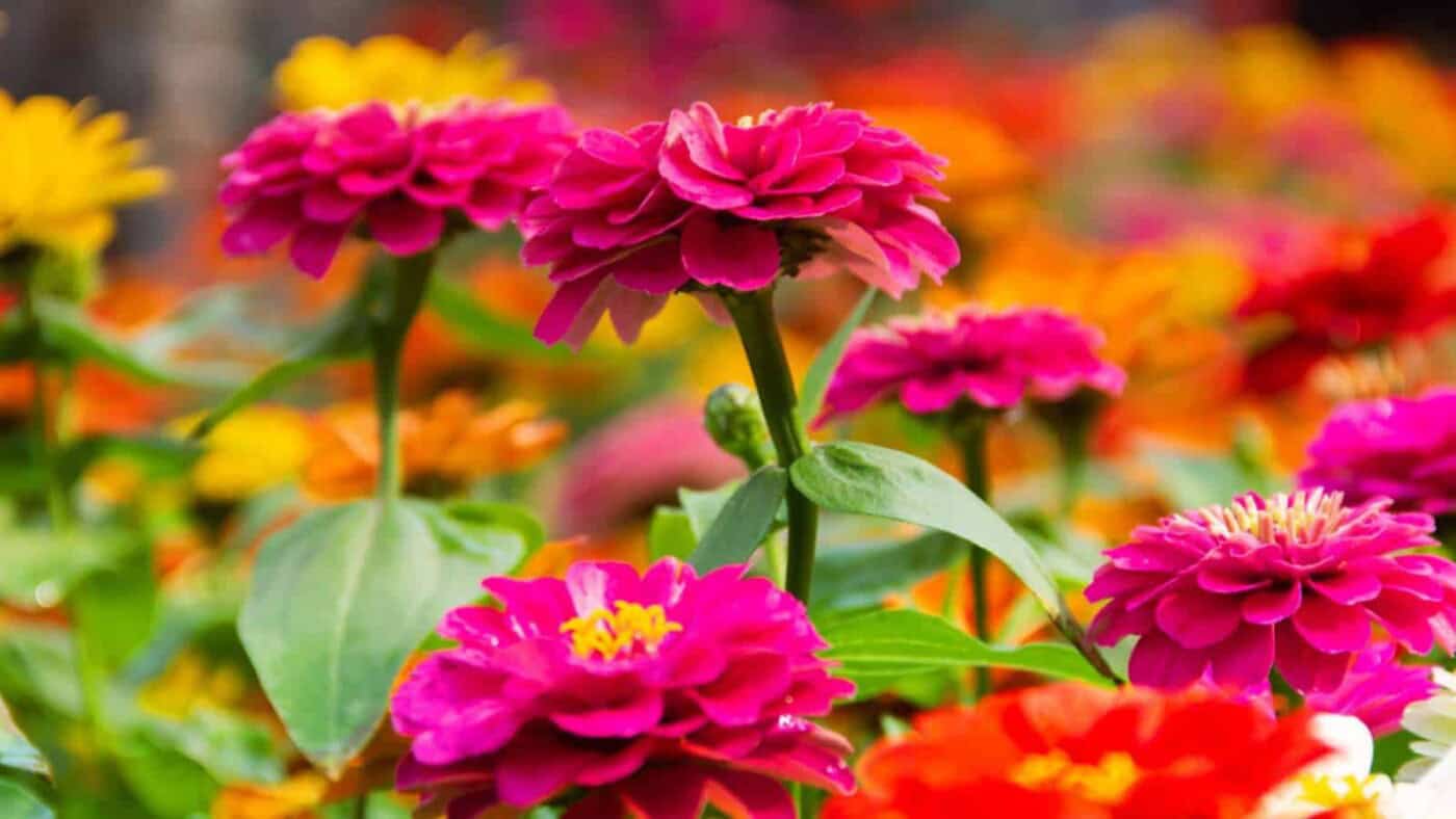 Flowers That Dance in the Wind: 14 Wind-Tolerant Beauties