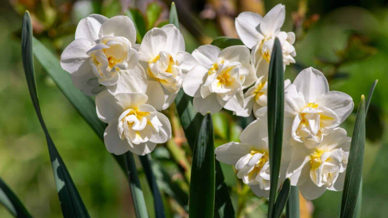 Rootless Radiance: 12 Flowers That Defy Soil Norms