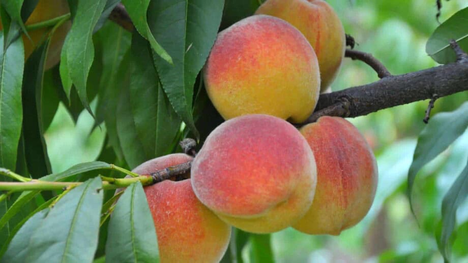 The Best Fast-Growing Fruit Trees for Your Garden - Complete List