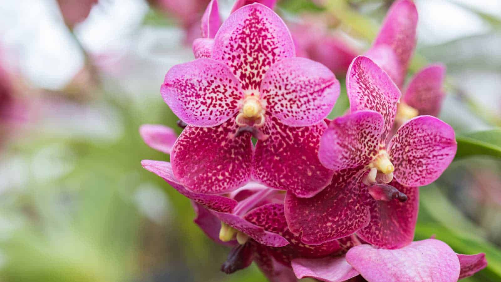 Orchid: How to Grow and Care for Orchids (Complete Guide)