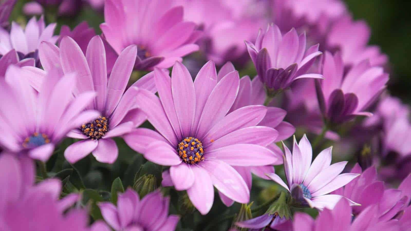 97 Purple Flowers (with Photos & Names) for Your Home & Garden
