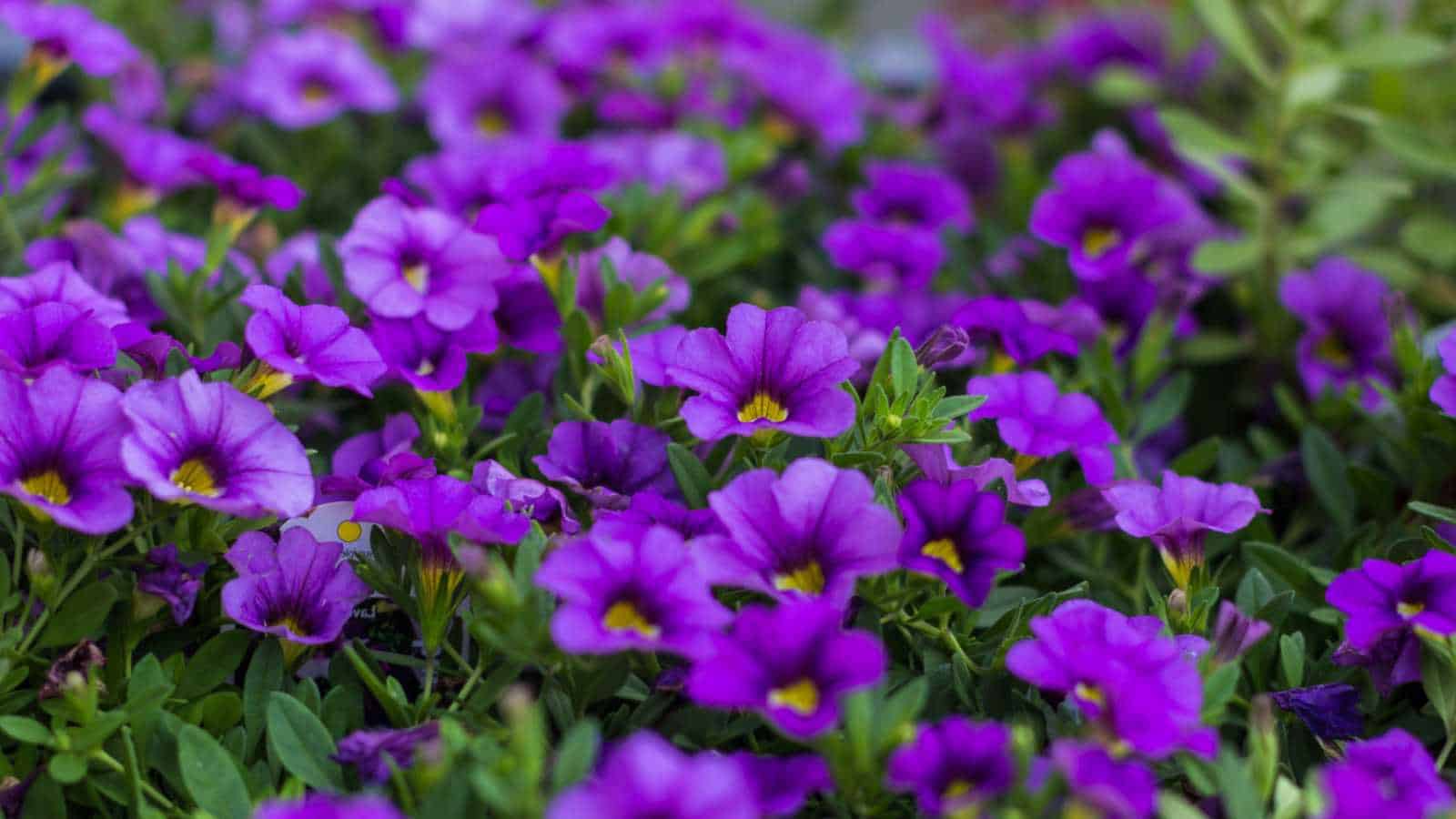 97 Purple Flowers (with Photos & Names) for Your Home & Garden