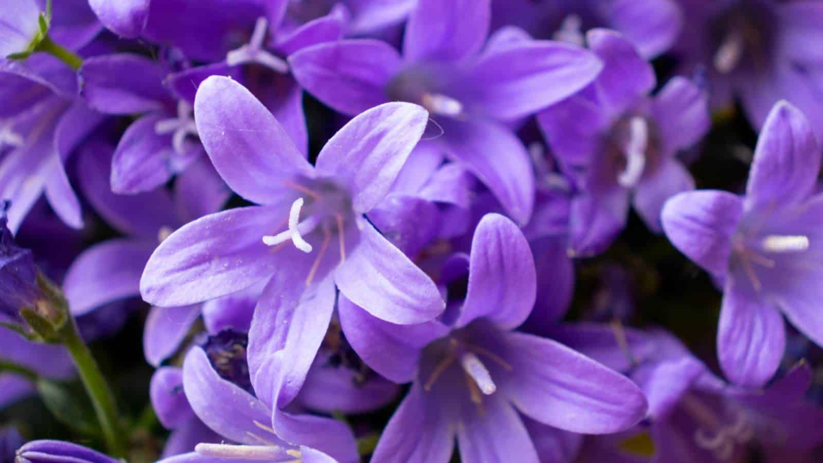 97 Purple Flowers (with Photos & Names) for Your Home & Garden