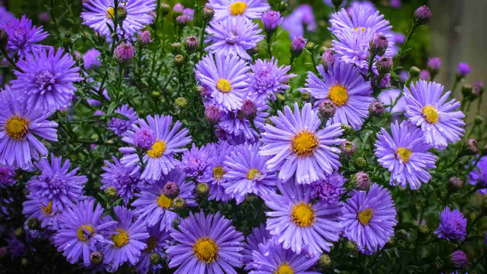 97 Purple Flowers (with Photos & Names) for Your Home & Garden