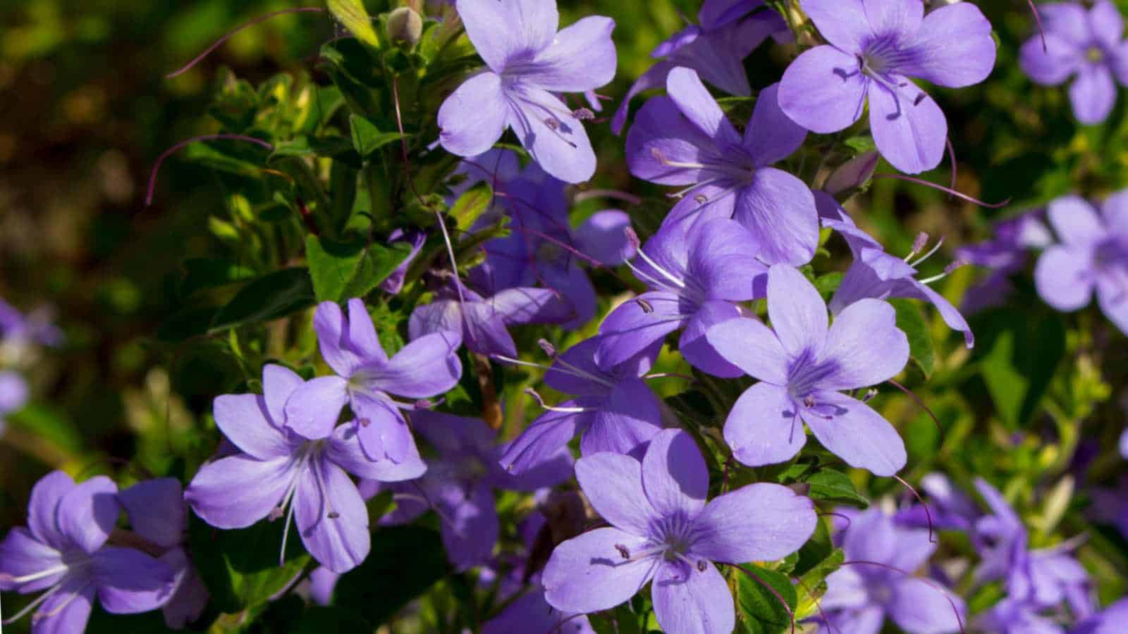 97 Purple Flowers (with Photos & Names) for Your Home & Garden