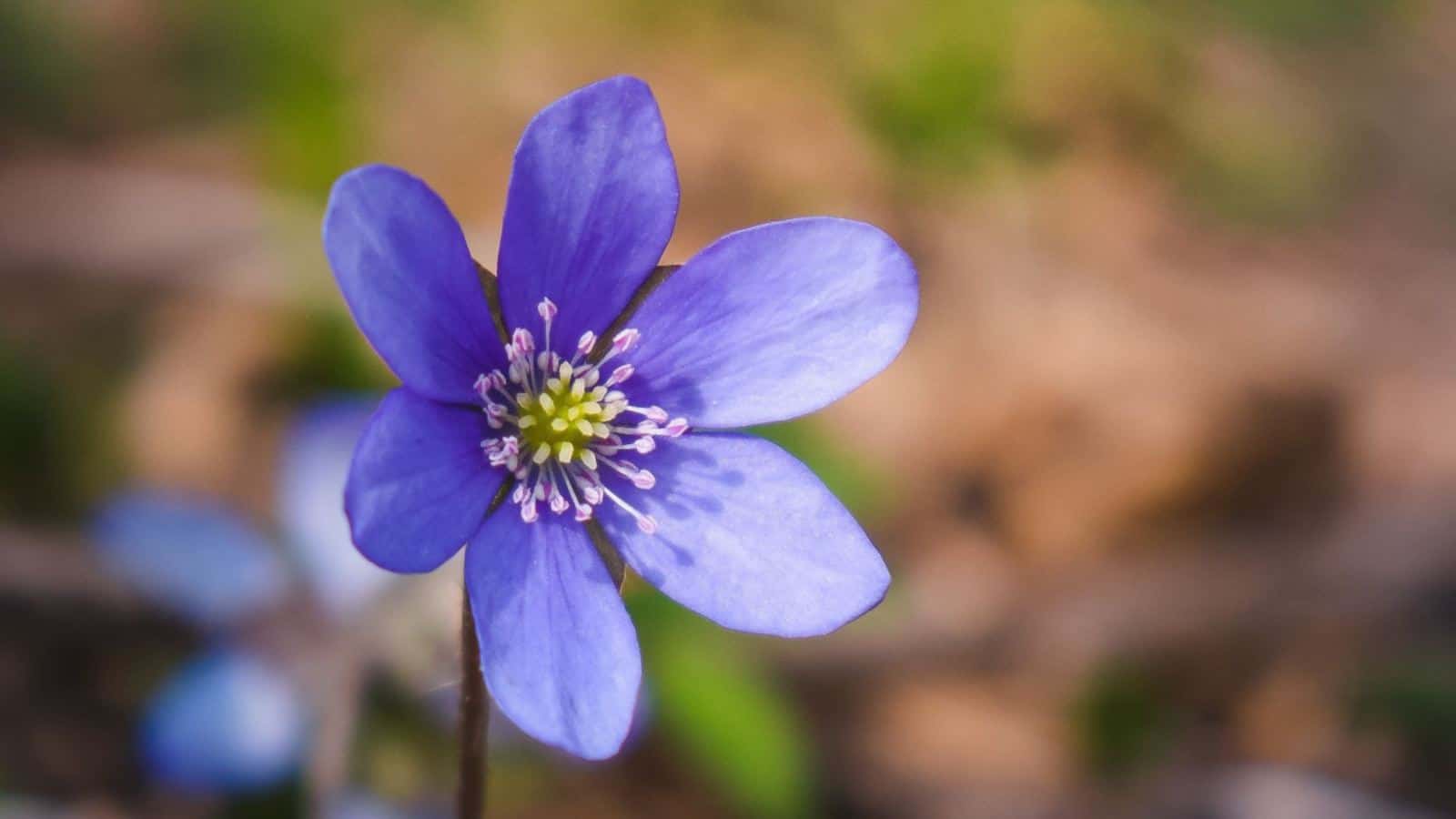 97 Purple Flowers (with Photos & Names) for Your Home & Garden