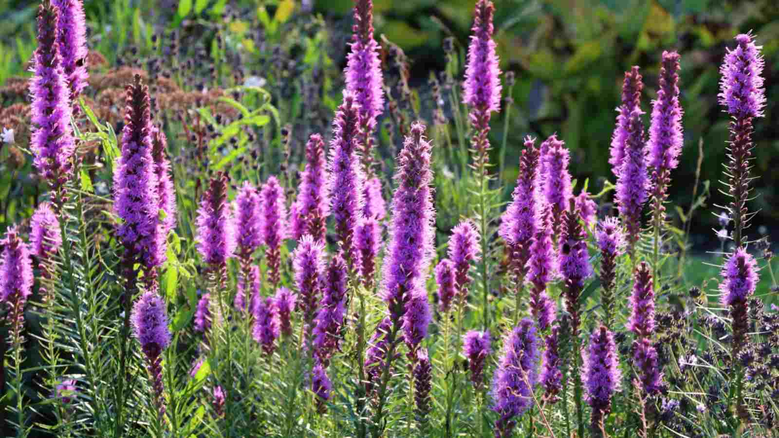 97 Purple Flowers (with Photos & Names) for Your Home & Garden