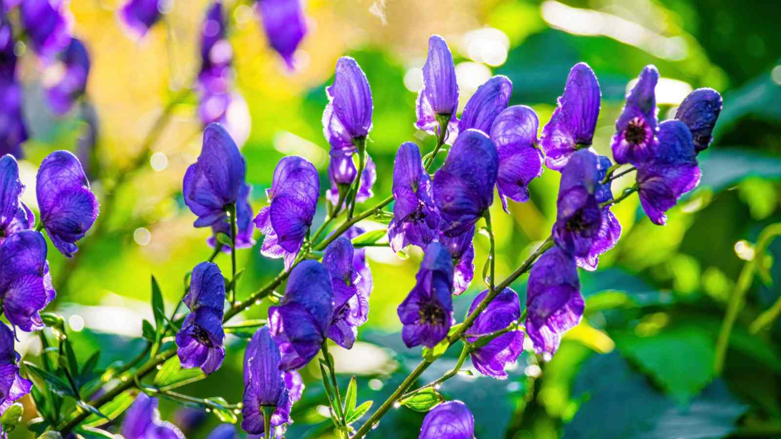 97 Purple Flowers (with Photos & Names) for Your Home & Garden