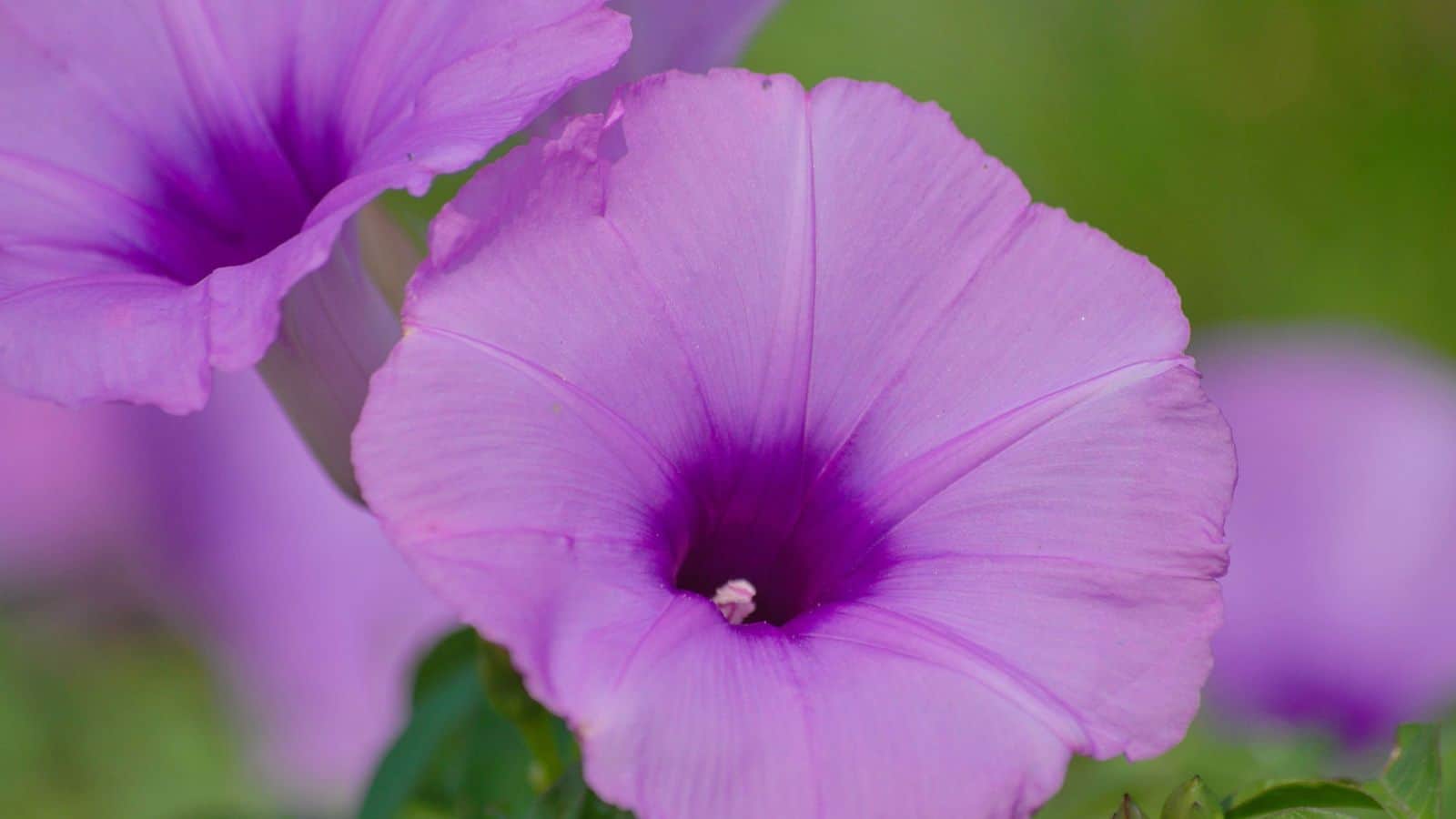 97 Purple Flowers (with Photos & Names) for Your Home & Garden