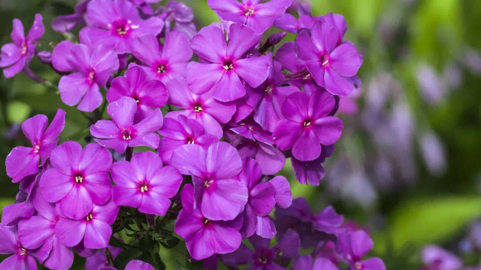 97 Purple Flowers (with Photos & Names) for Your Home & Garden