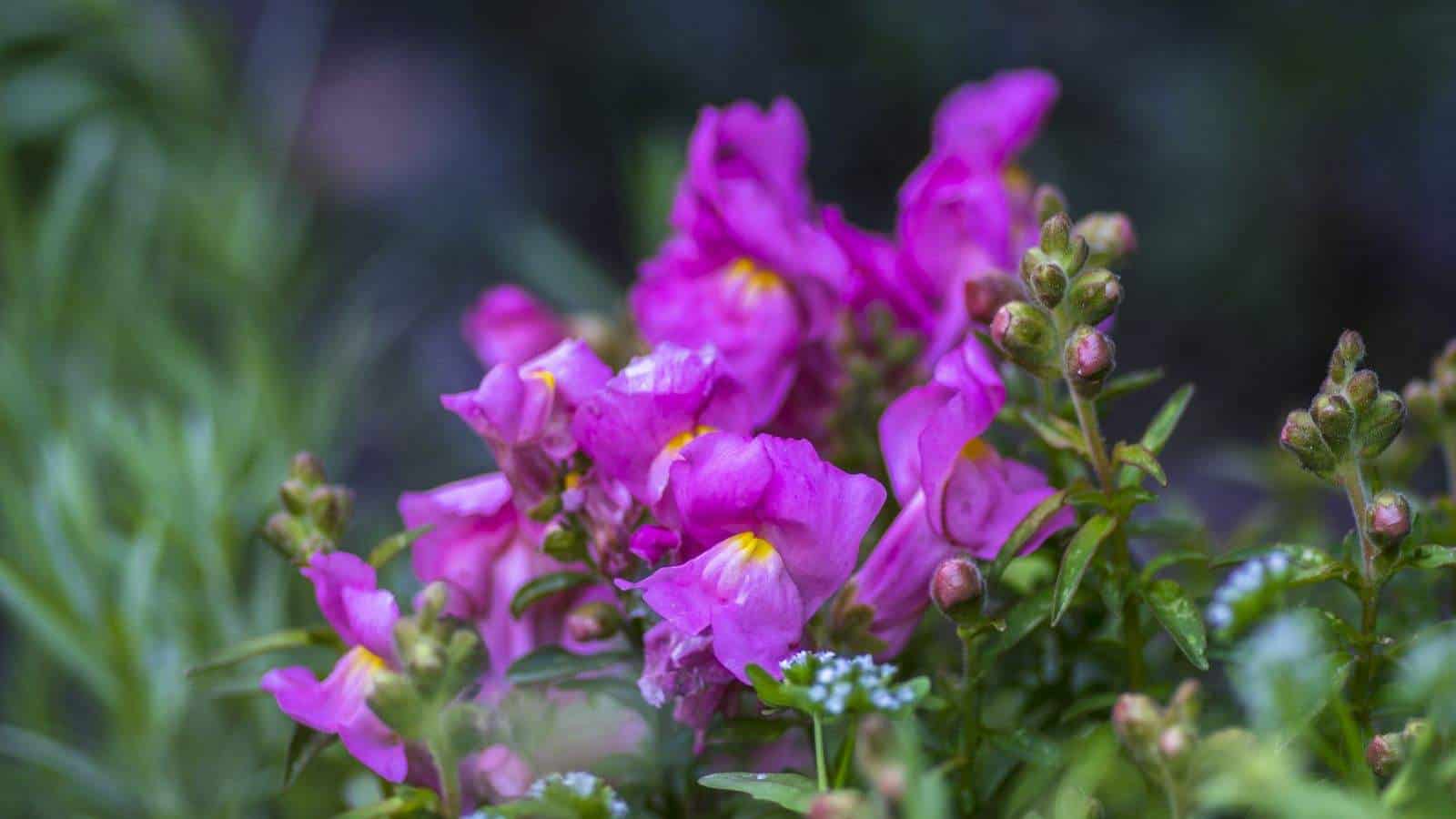 97 Purple Flowers (with Photos & Names) for Your Home & Garden