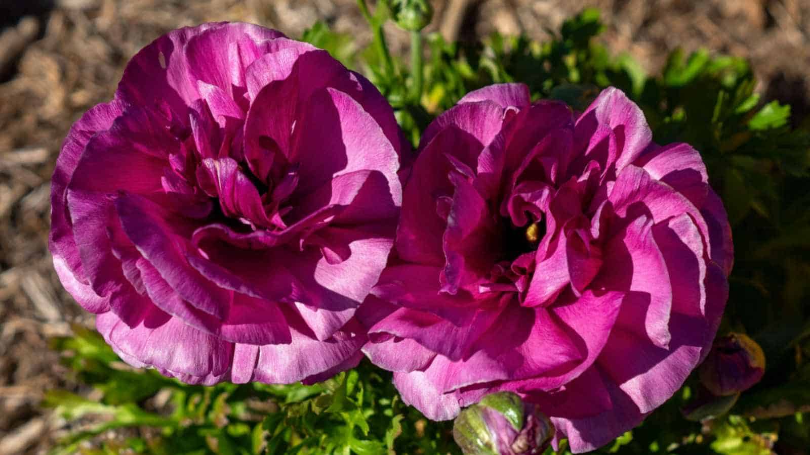 97 Purple Flowers (with Photos & Names) for Your Home & Garden