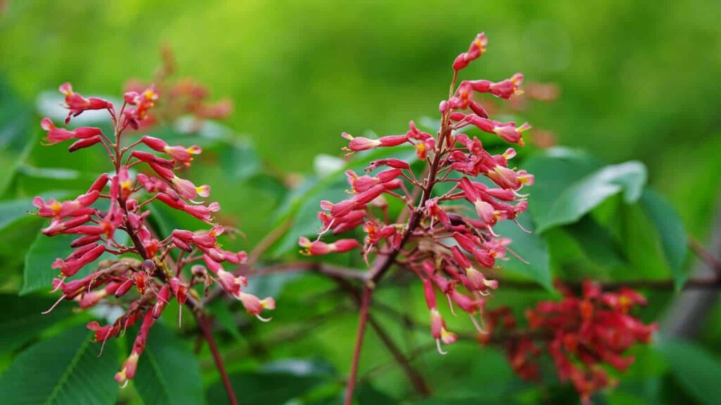 Nature's Paintbrush: 15 Striking Red-Flowering Trees Revealed