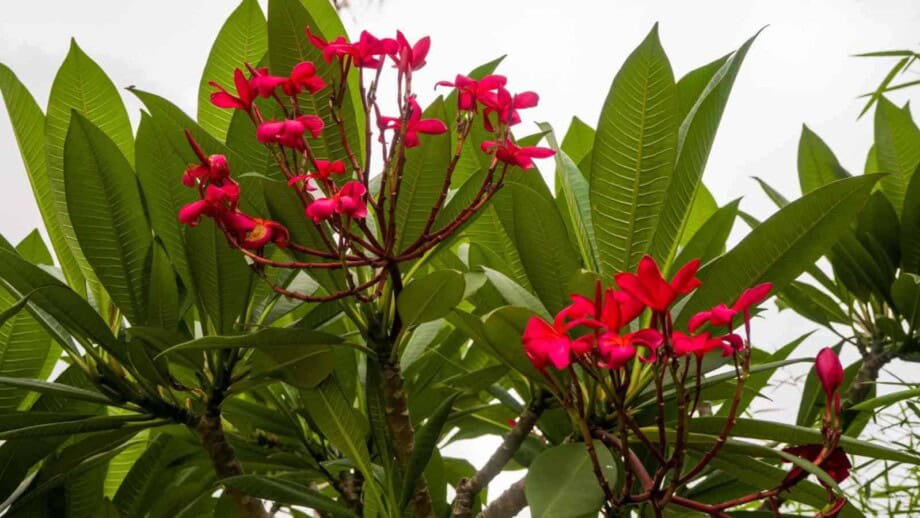 Nature's Paintbrush: 15 Striking Red-Flowering Trees Revealed