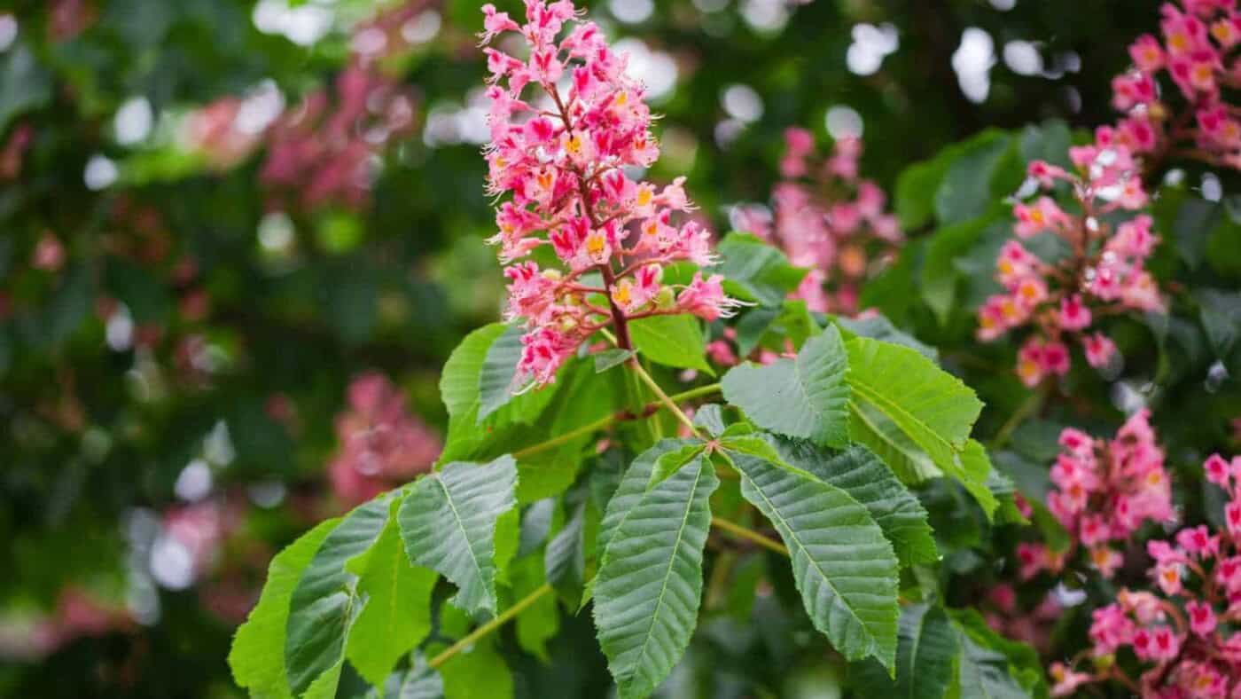 Nature's Paintbrush: 15 Striking Red-Flowering Trees Revealed