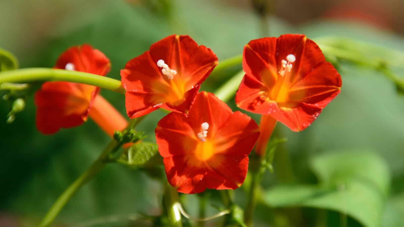 Morning Glory Varieties: 15 Stunning Types for Your Garden