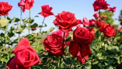 66 Types of Red Flowers for Your Garden (with Pictures)