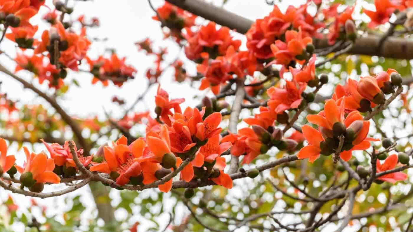 Nature's Paintbrush: 15 Striking Red-Flowering Trees Revealed