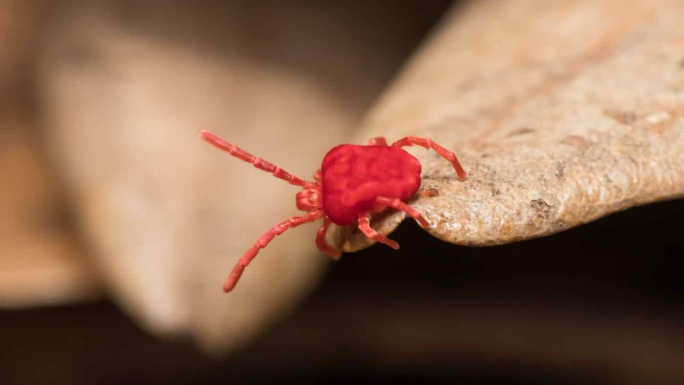 Mites: Different Types, Bites, and How to Get Rid of Them