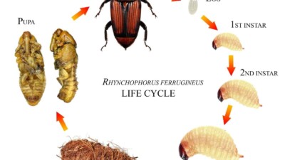 What is a Weevil? And How to Identify and Get Rid of Them