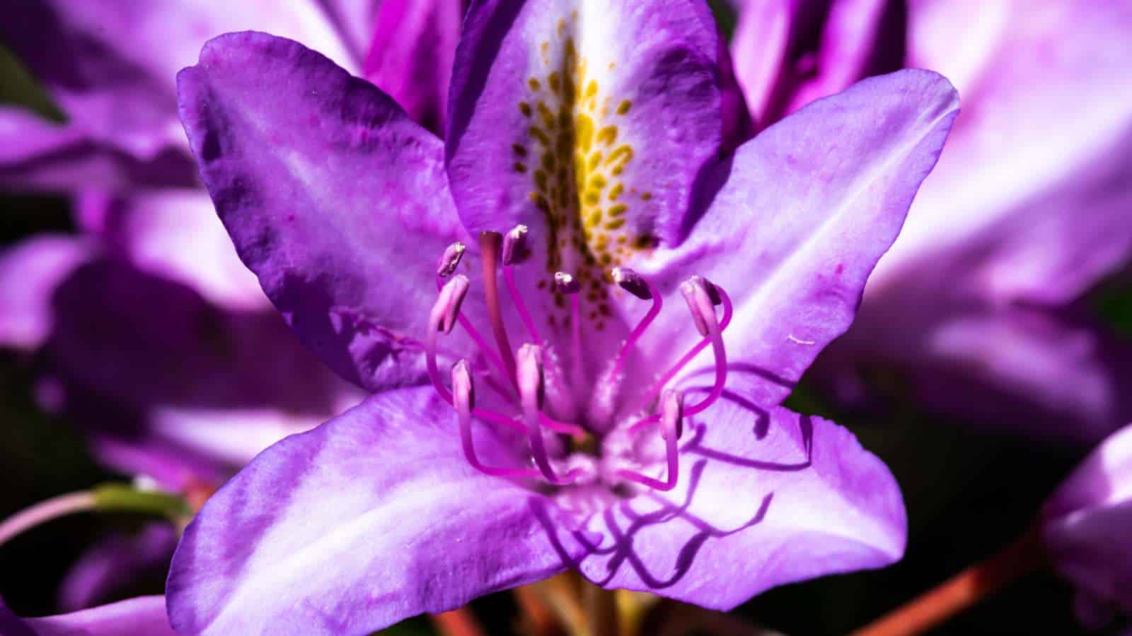 97 Purple Flowers (with Photos & Names) for Your Home & Garden