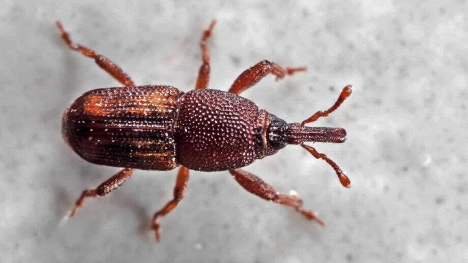 What is a Weevil? And How to Identify and Get Rid of Them