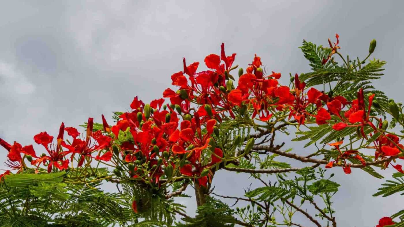Nature's Paintbrush: 15 Striking Red-Flowering Trees Revealed