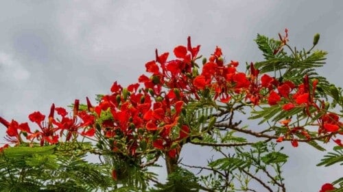 Nature's Paintbrush: 15 Striking Red-Flowering Trees Revealed
