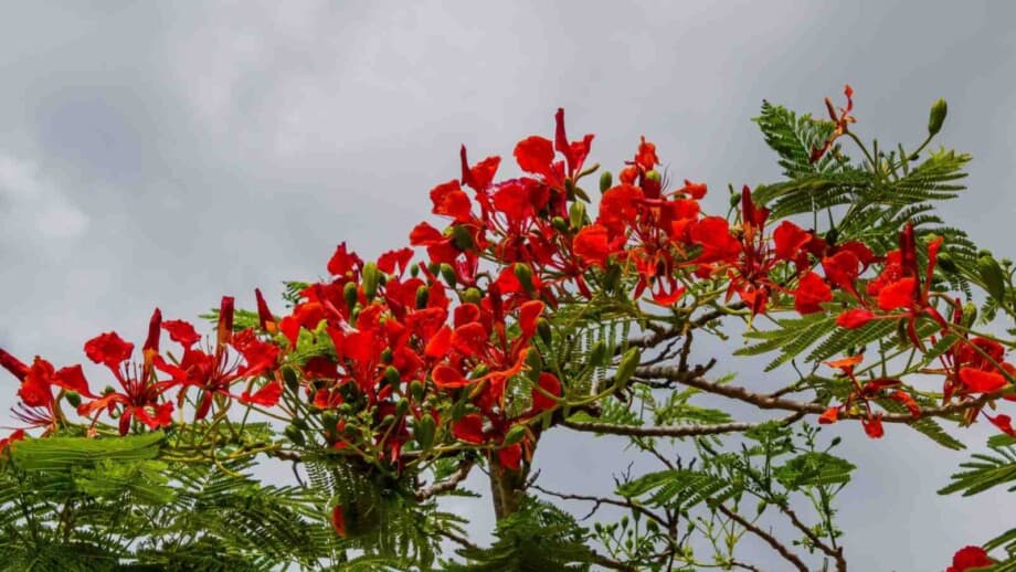 Nature's Paintbrush: 15 Striking Red-Flowering Trees Revealed