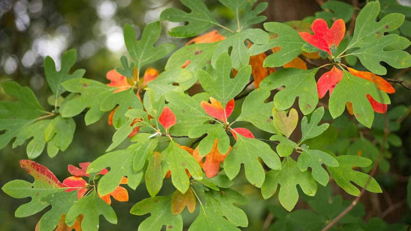 Edible Tree Leaves: 11 Trees That Offer Delicious Leafy Goodness
