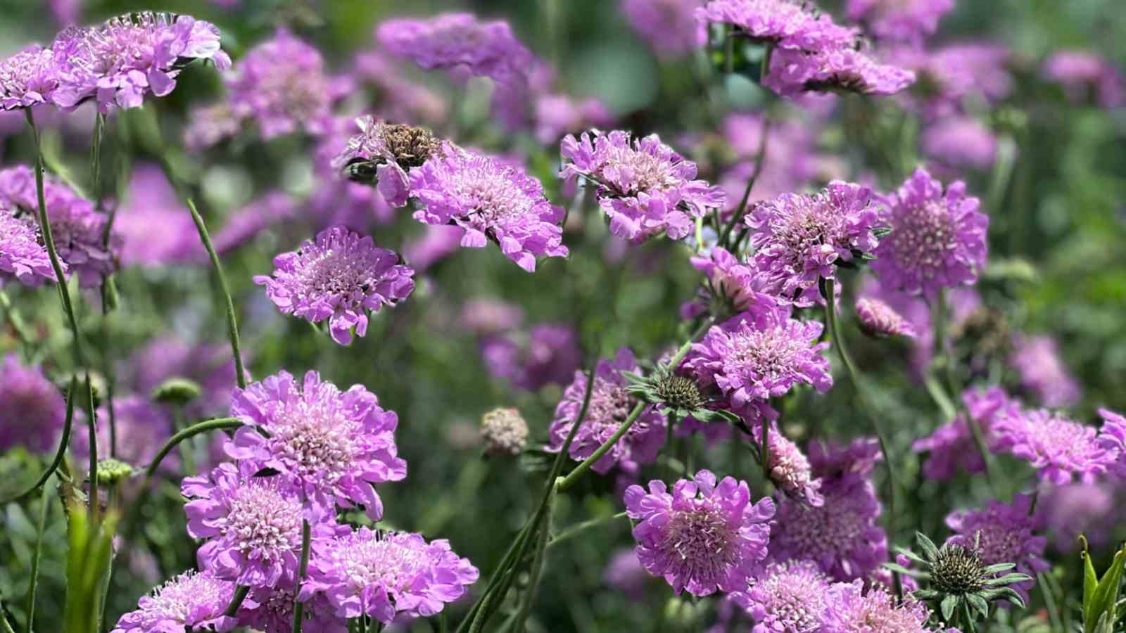 97 Purple Flowers (with Photos & Names) for Your Home & Garden