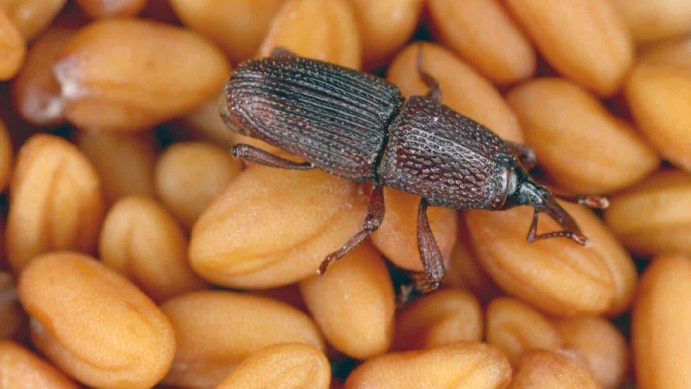 What is a Weevil? And How to Identify and Get Rid of Them