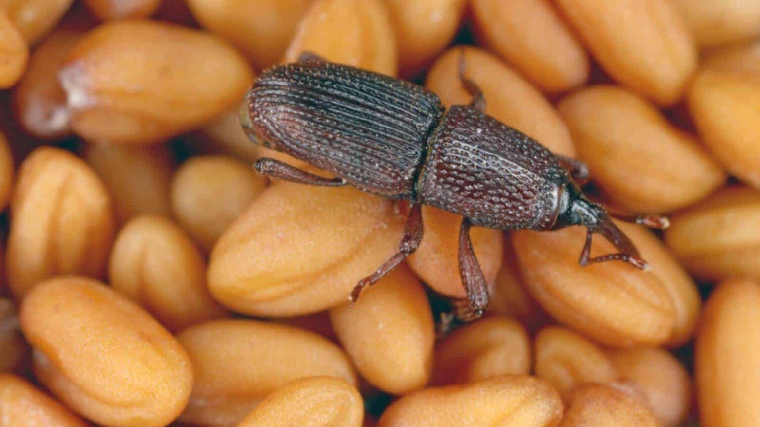 What is a Weevil? And How to Identify and Get Rid of Them