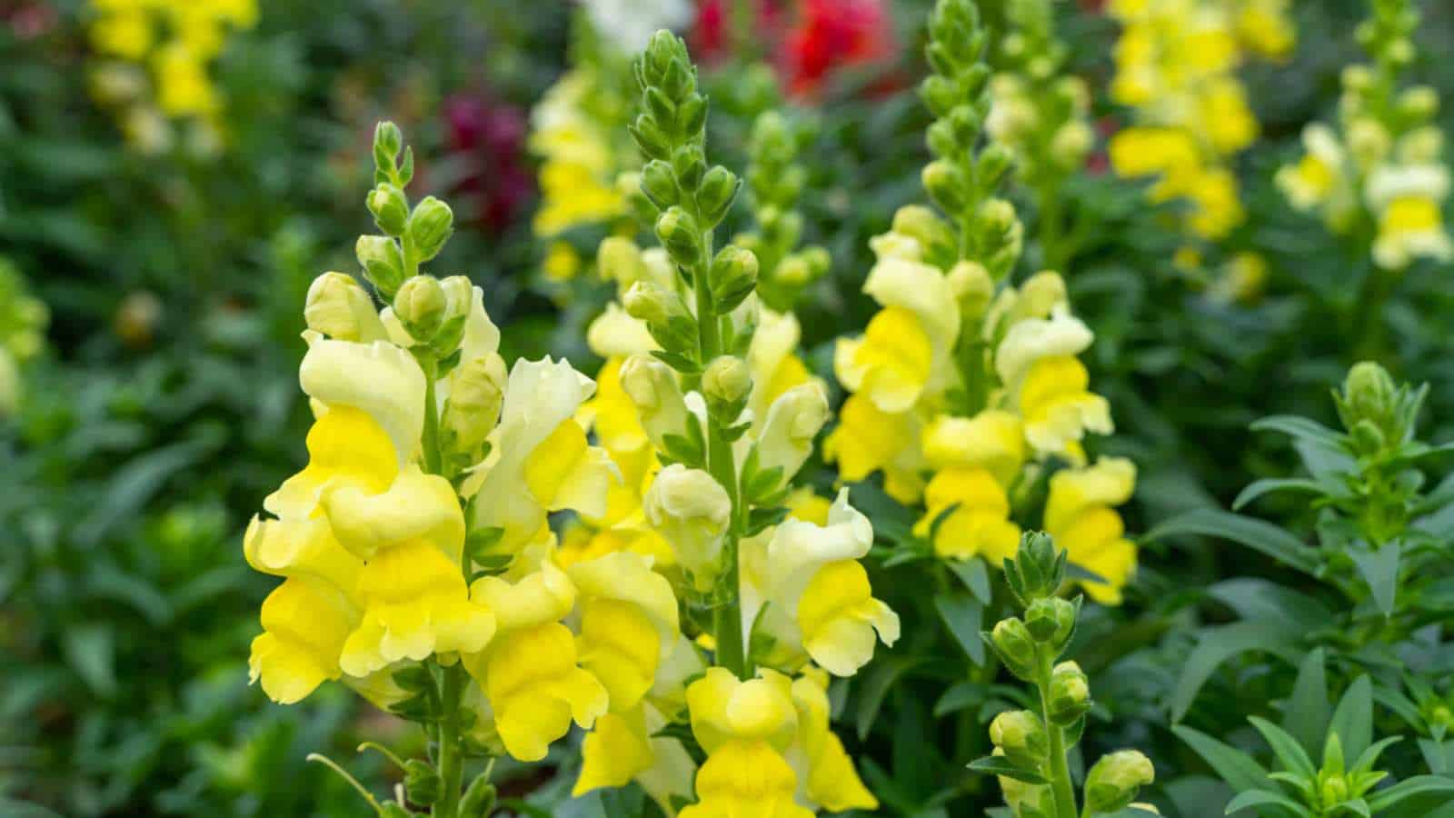 Winter Garden Magic: 15 Annual Flowers to Brighten Your Garden’s Cold Days